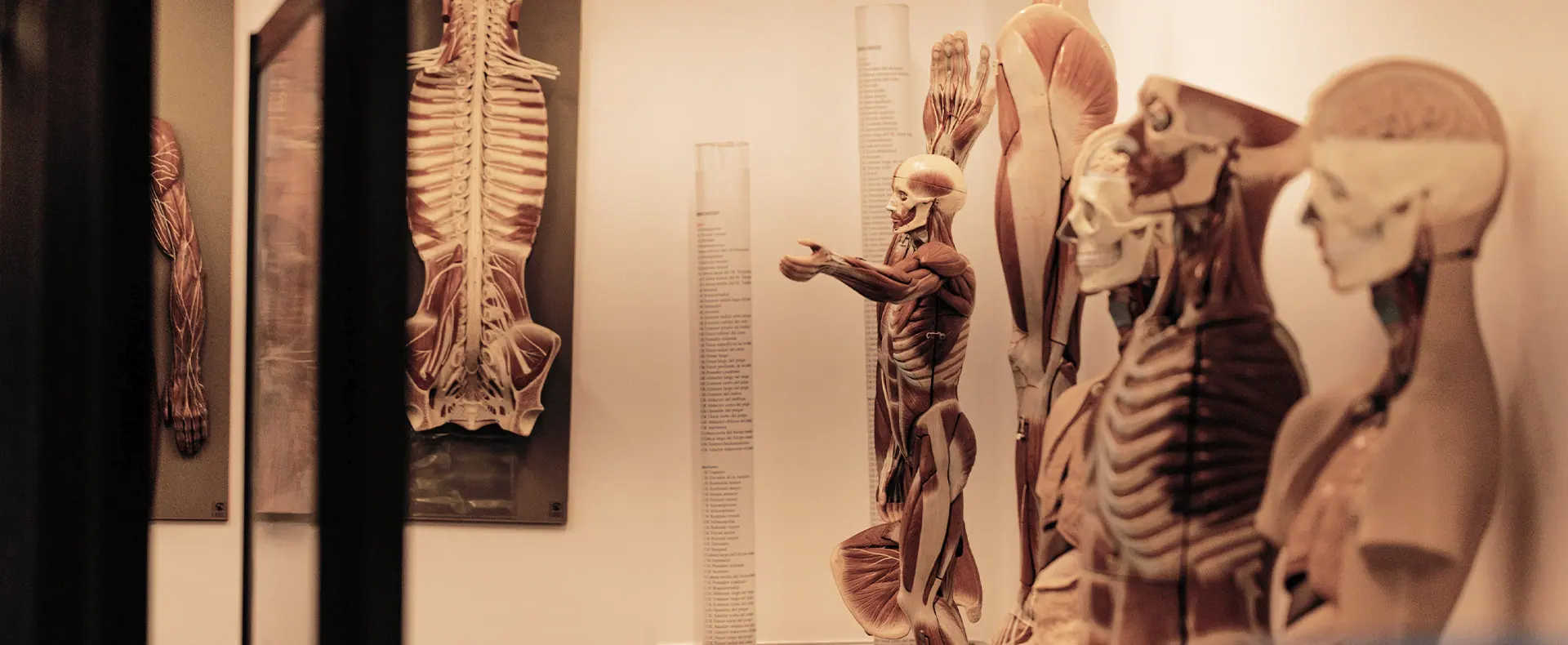 Laboratorio de anatomía: un aprendizaje multidisciplinar