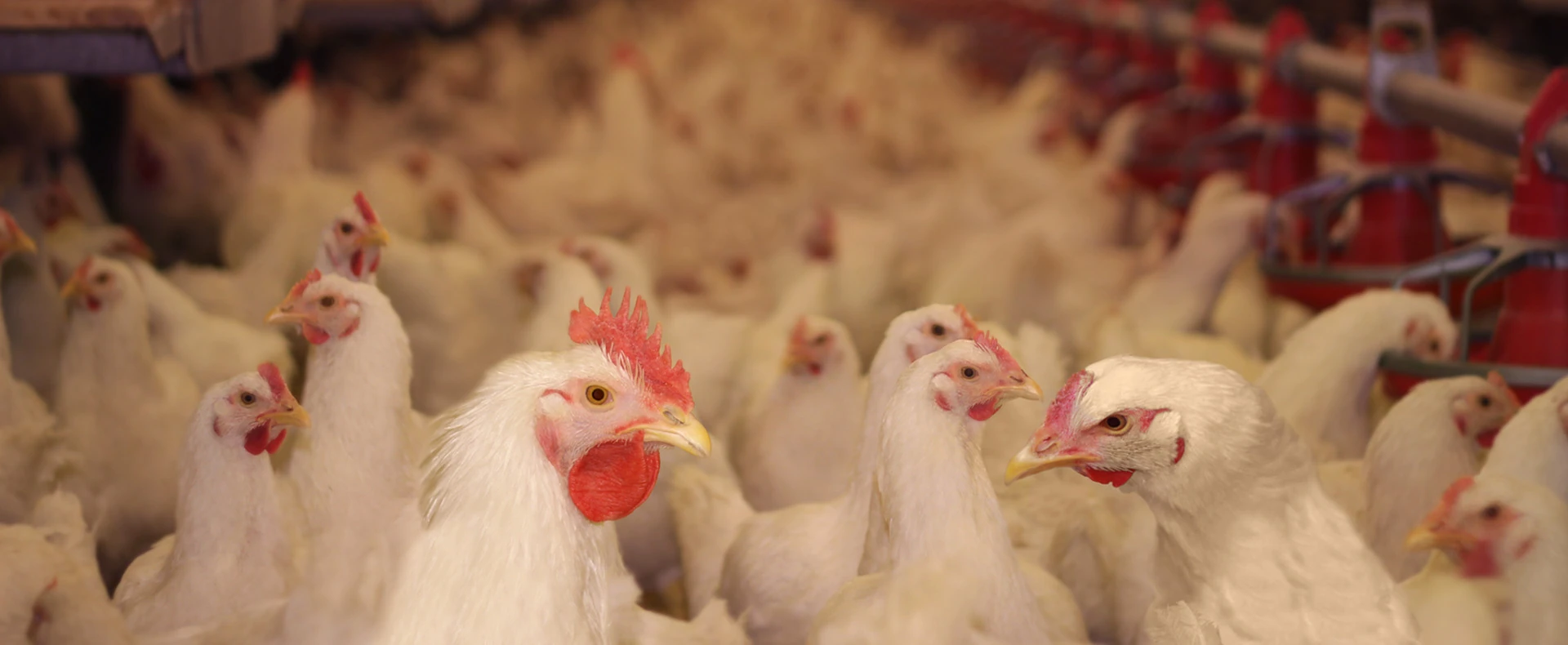 Coctel de virus contra la salmonella, listo para comercialización