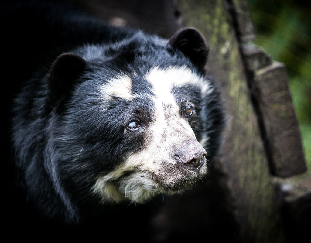 Oso Andino: Buscan Claves para su Conservación | Uniandes